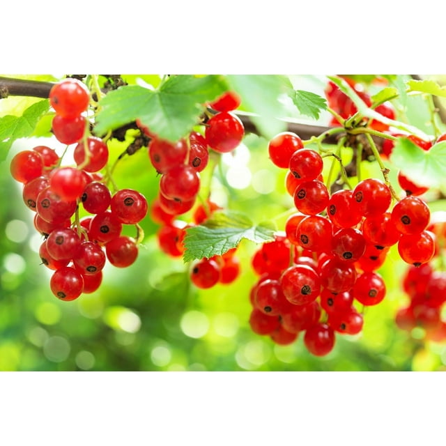 Red Currant Berry Plant Seedlings to Grow (Jonkheer Van Tets) - Easy to ...