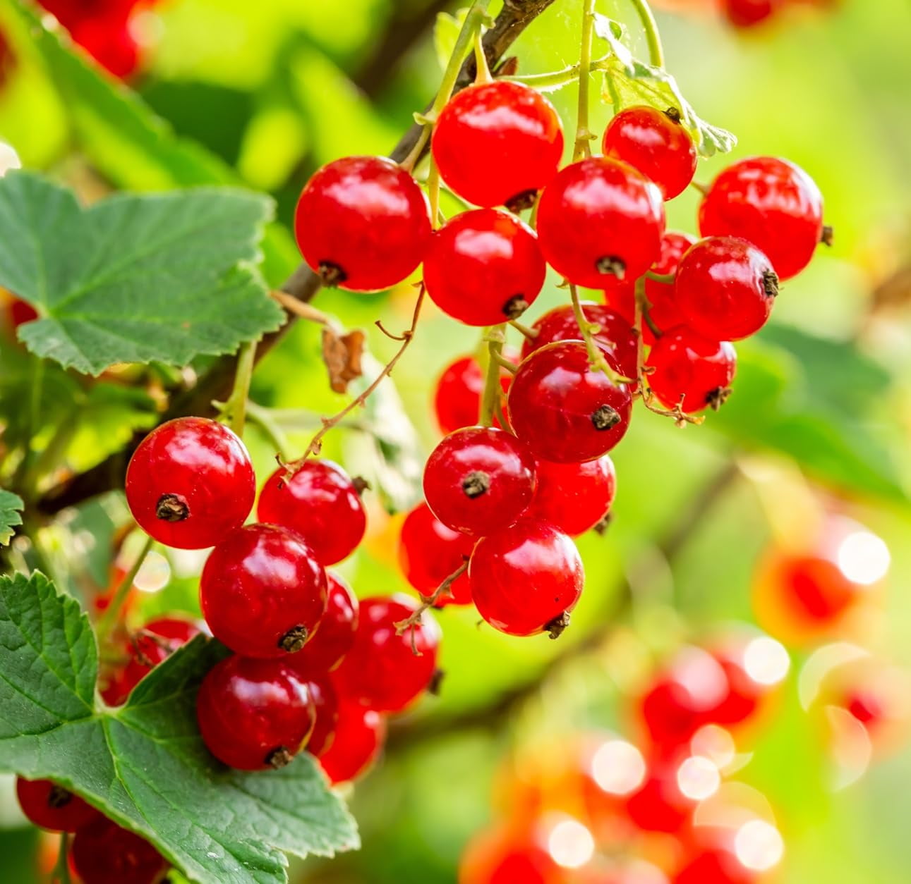 Red Currant Berry Plant Seedlings to Grow (Red Perfection) Easy to Grow ...