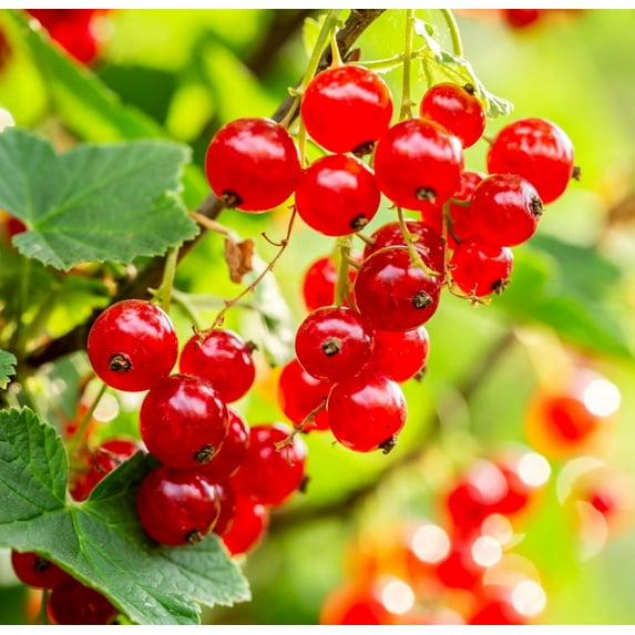 Red Currant Berry Plant Seedlings to Grow (Red Perfection) Easy to Grow ...