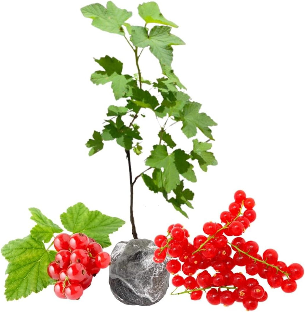 Red Currant Plant Live for Planting, Red Curant Bush Live Plant 5-9 ...