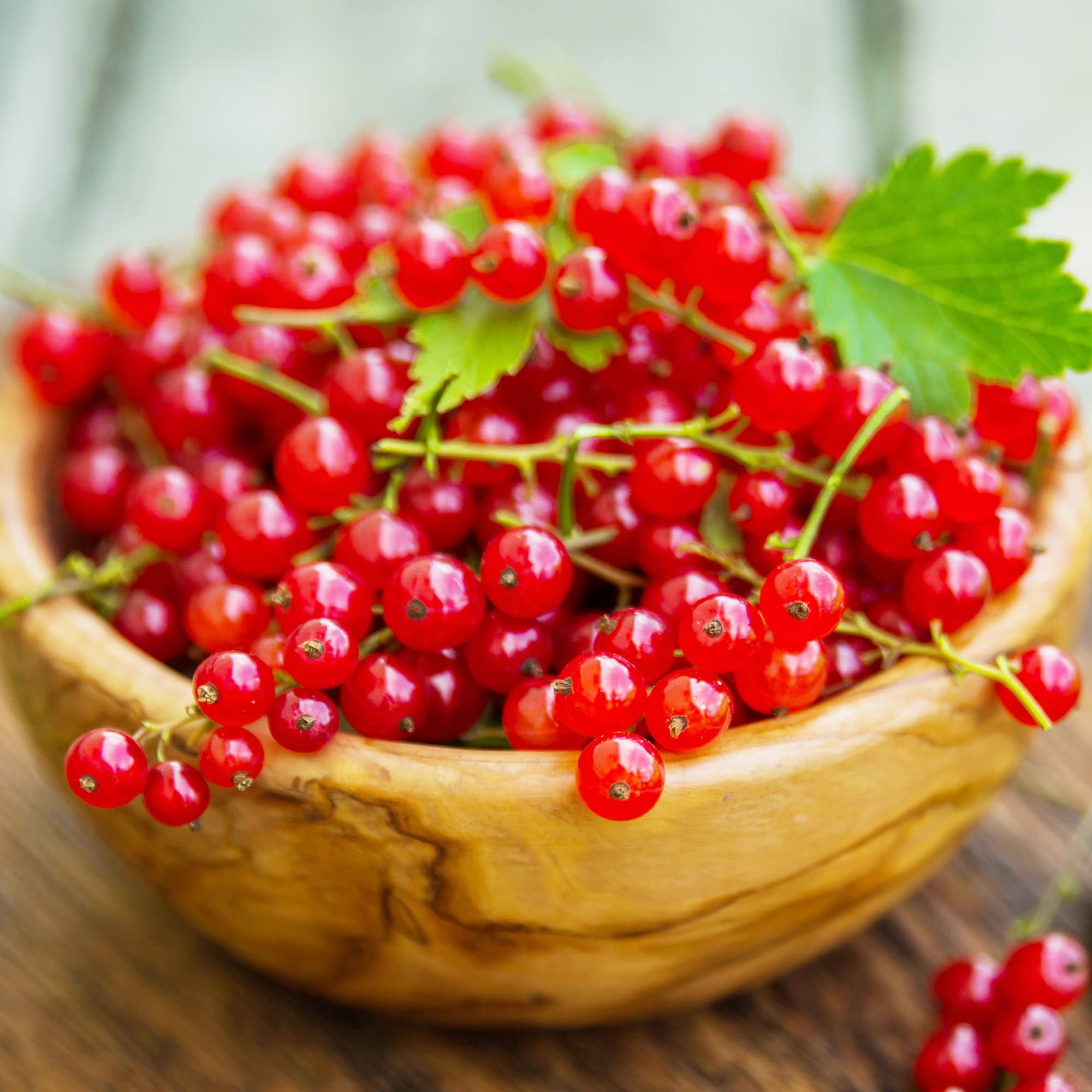 Red Currant Seeds Ribes Rubrum Edible BSL1 Berry Grows Shrub Vibrant ...