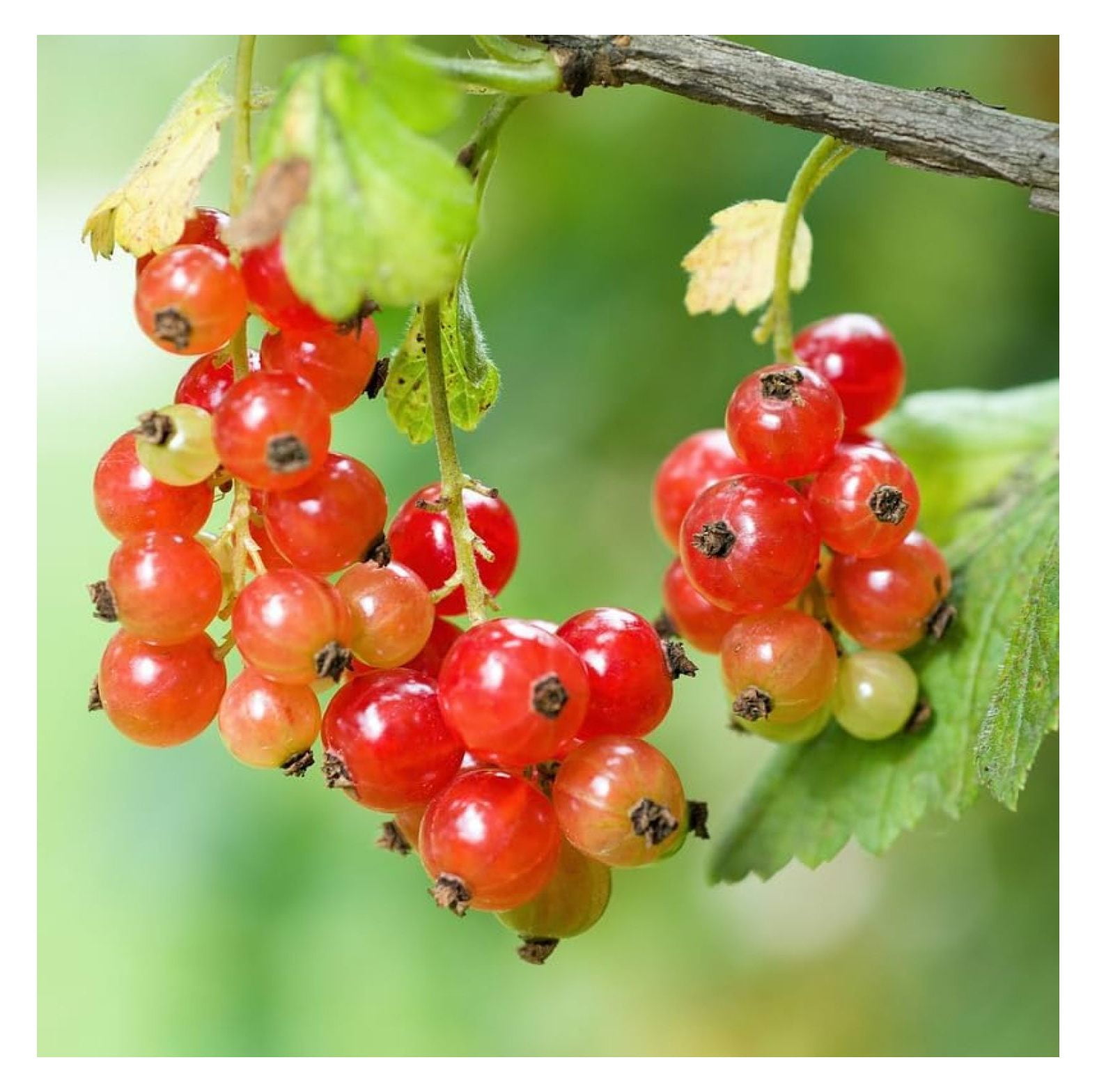 Red Currant Tree Live Plant, Live Currant Bush Shrub Currant Plant Live ...