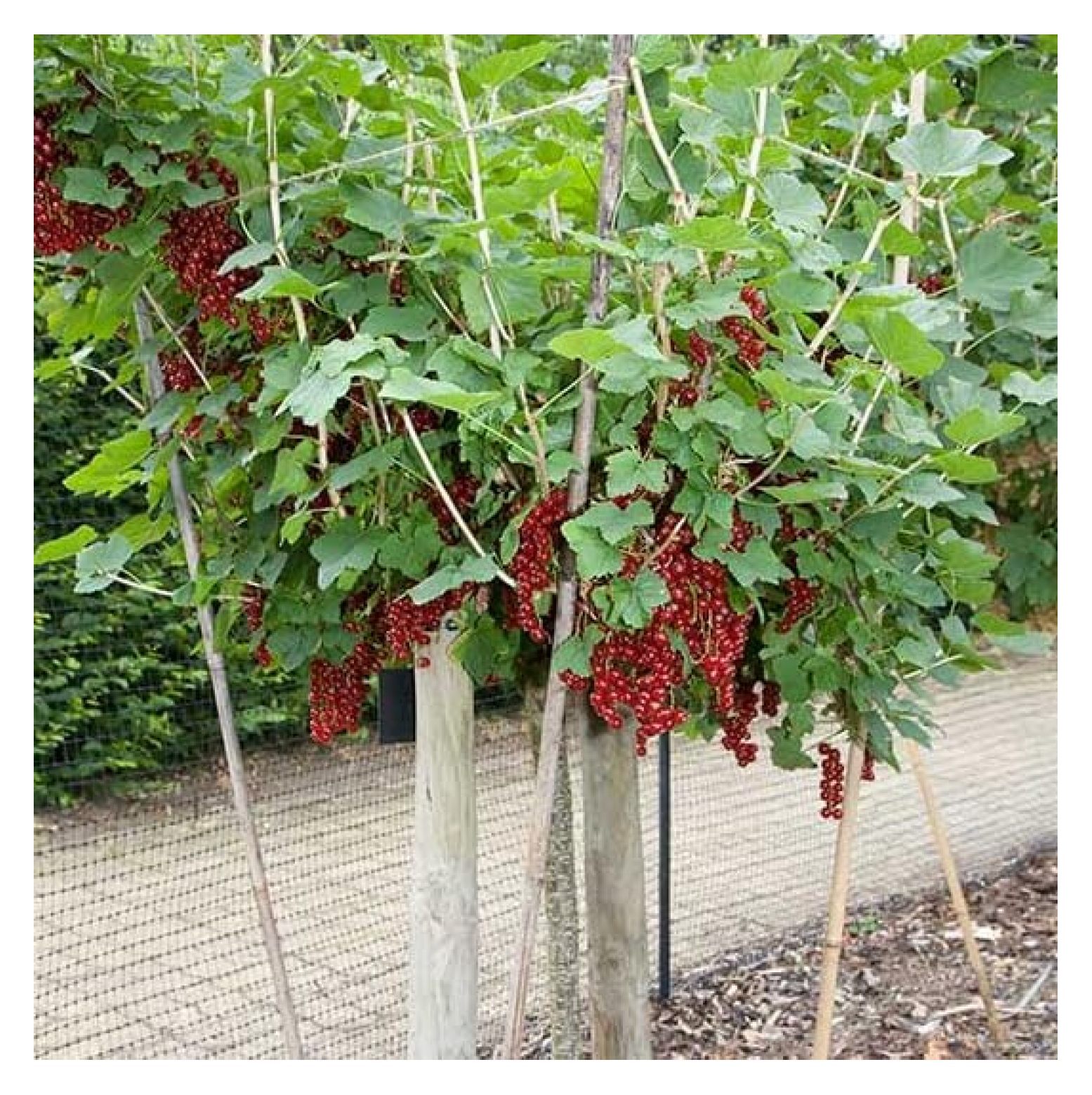 Red Currant Tree Live Plant for Planting Perennial Outdoors, Live ...