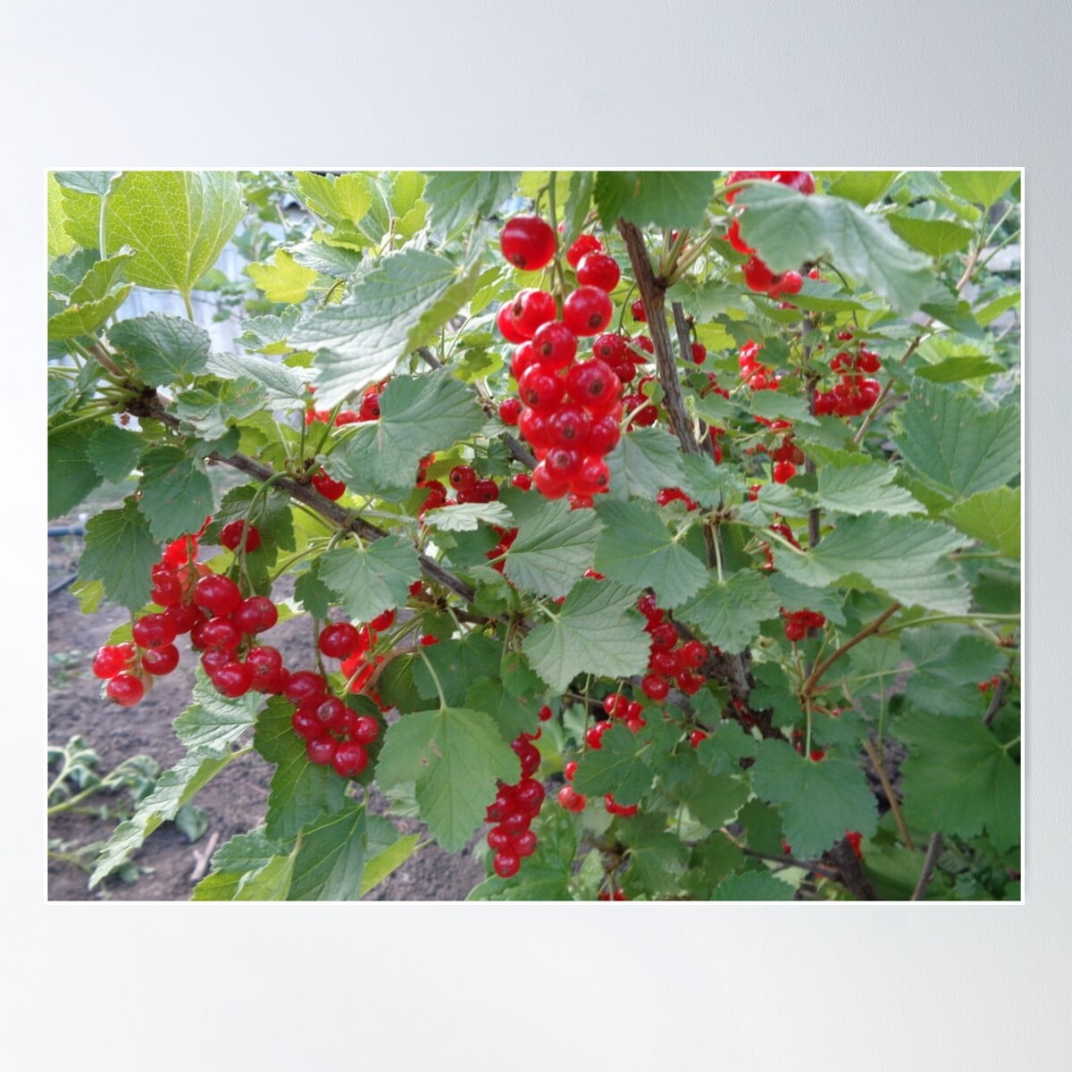 Red Currants Poster Wall Art, Modern Wall Decor For Living Room Bedroom ...