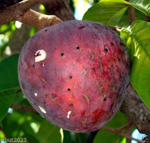 Red Custard AppleTRDN Tree (10 Seeds) AKA Bullock's Heart,jamaican ...