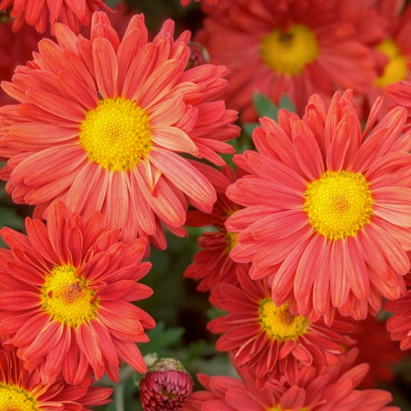 Mums in Annuals - Walmart.com