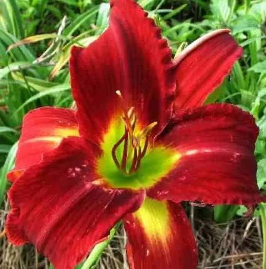 Red Daylily Roots for Planting - Grow Beautiful Perennial Daylilys (15 ...