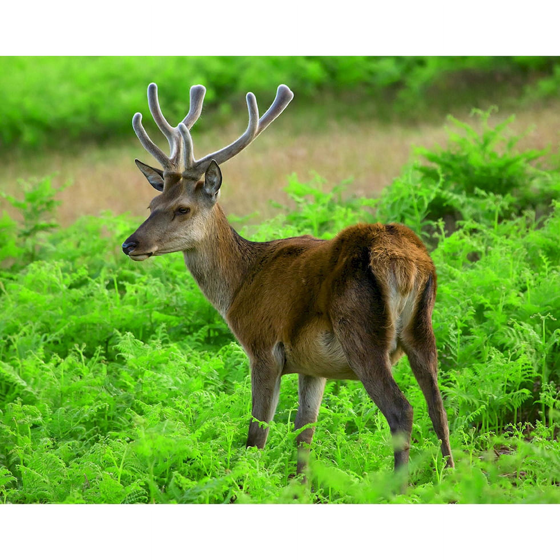 Red Deer 16"x20" Print - Walmart.com