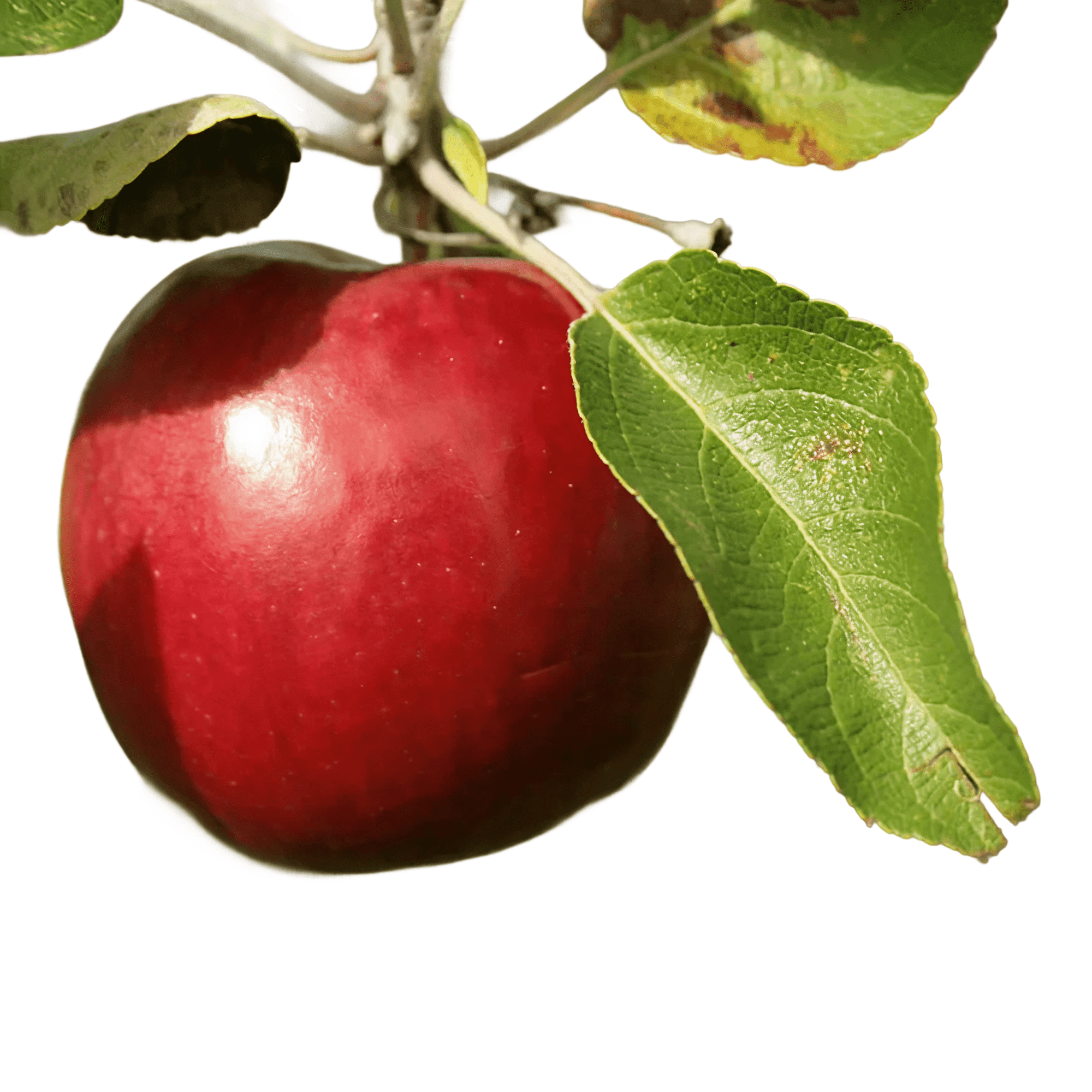 Red Delicious Apple Tree Live Trees, Crisp, Sweet Red Apples - Walmart.com