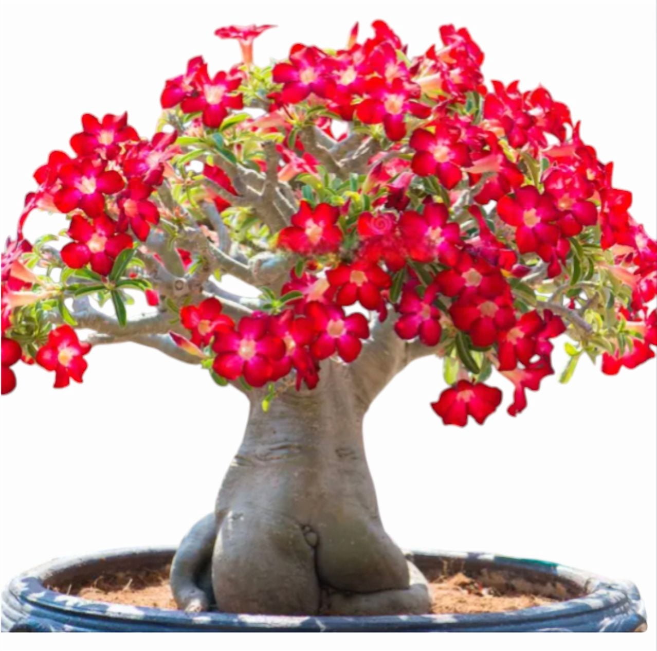 Red Desert Rose Live Starter Plants for Planting, Adenium Obesum Plant ...