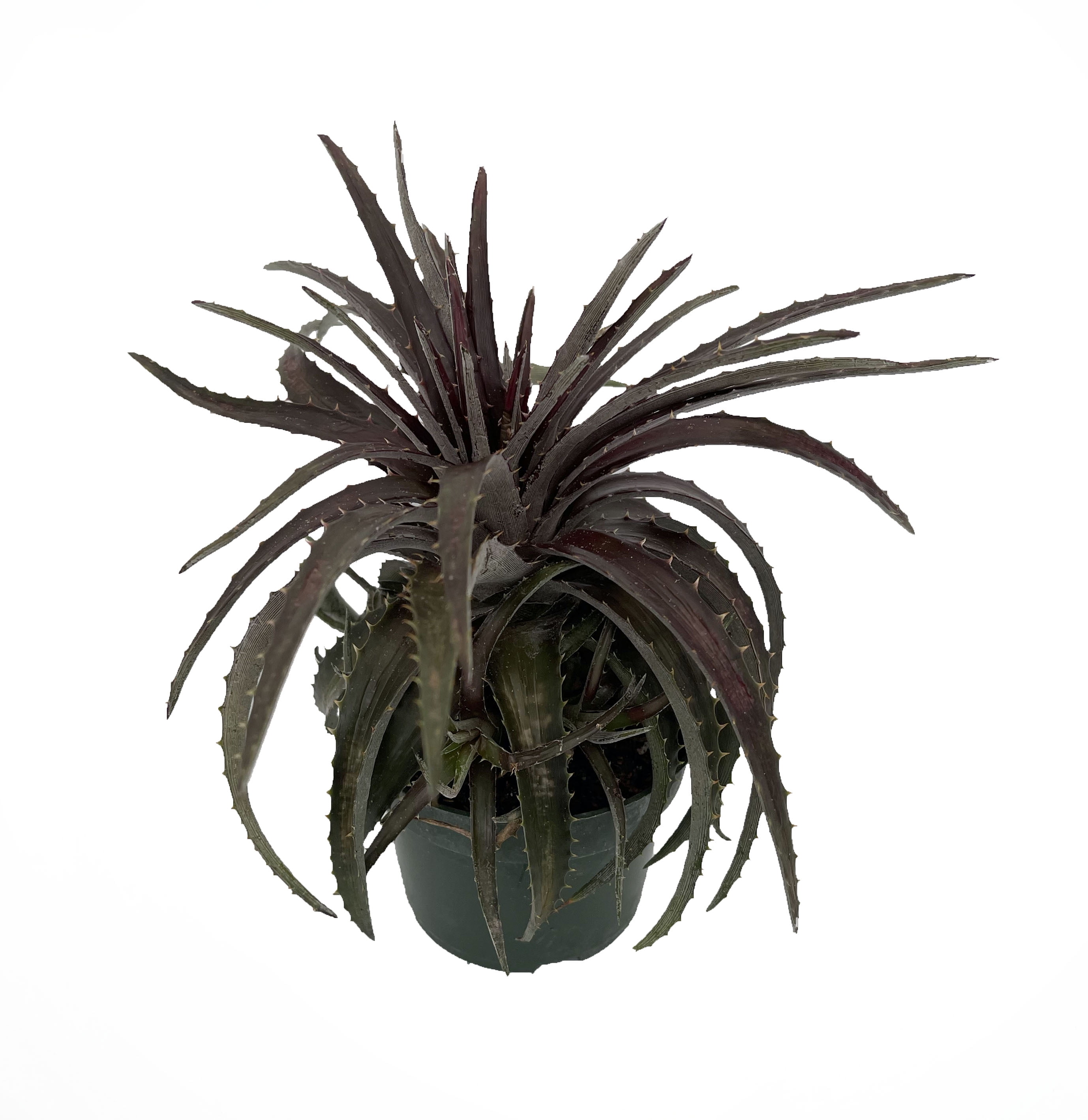 Red Devil Dyckia Plant - 4" Pot - House Plant -Succulent Bromeliad ...