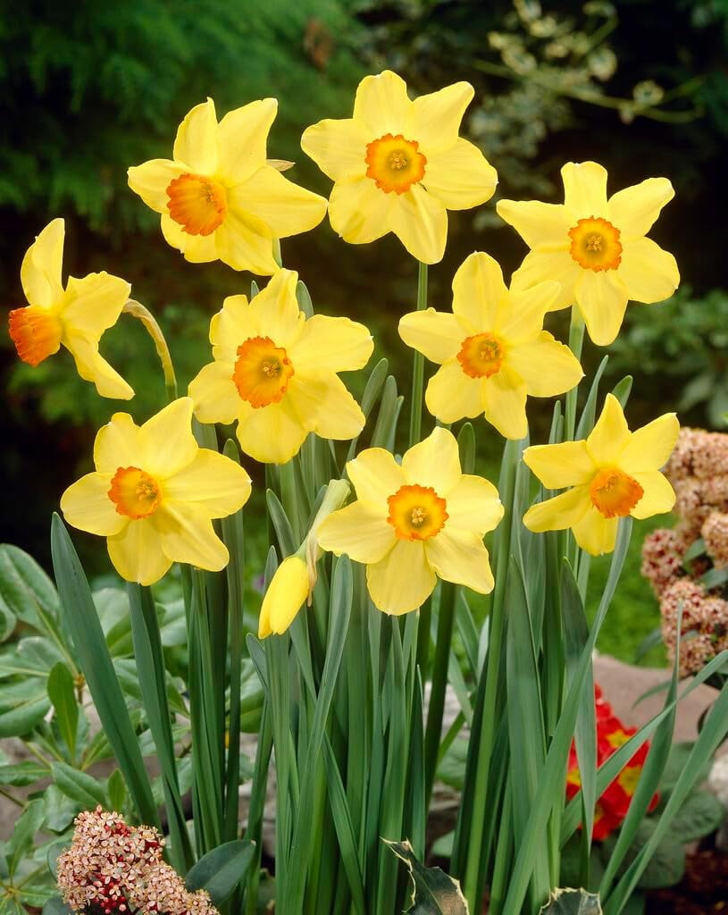 Red Devon Daffodil Bulbs for Planting 10 Bulbs - Walmart.com