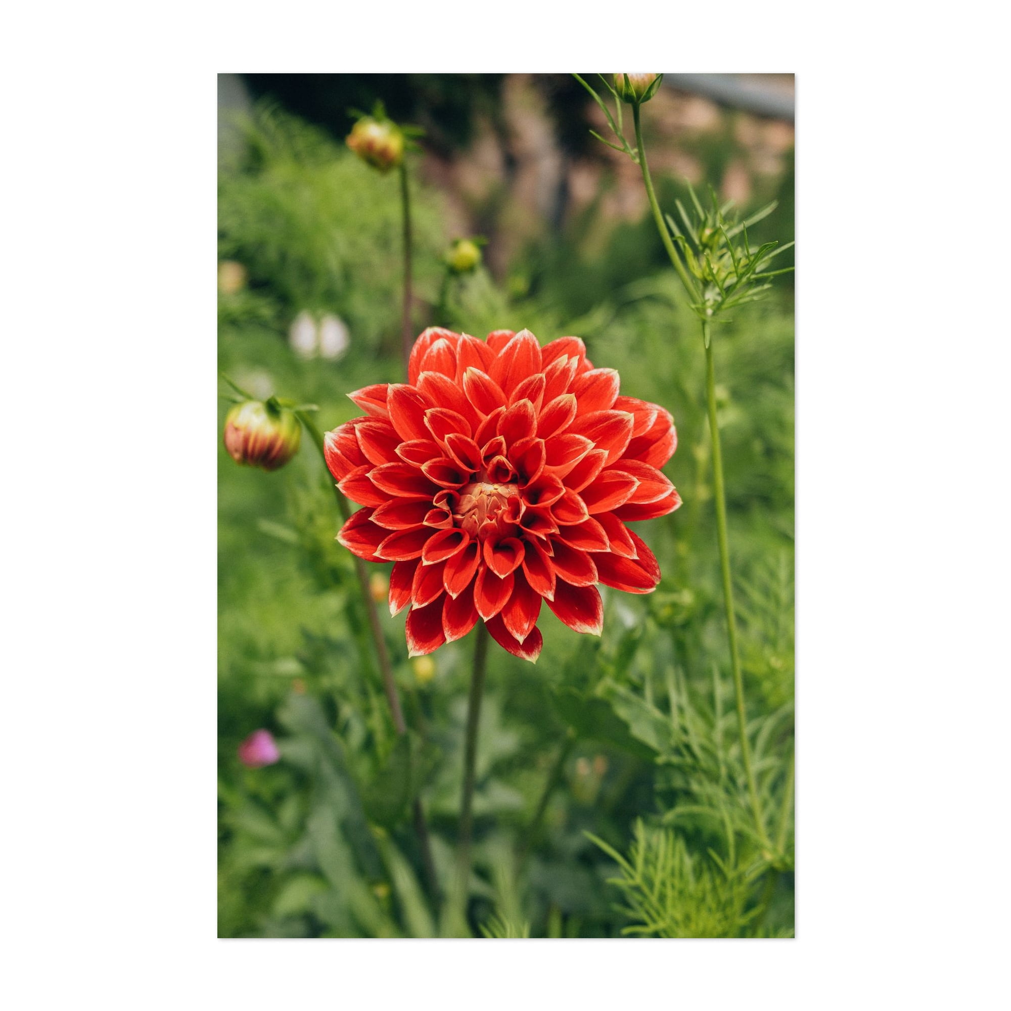 Red Dhalia — Santa Fe - Santa Fe New Mexico Photography Flowers Nature ...