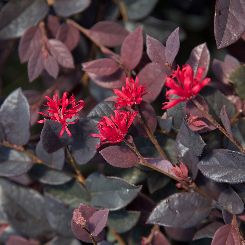 Red Cluster Bottlebrush (2.5 Gallon) Flowering Evergreen Shrub with ...