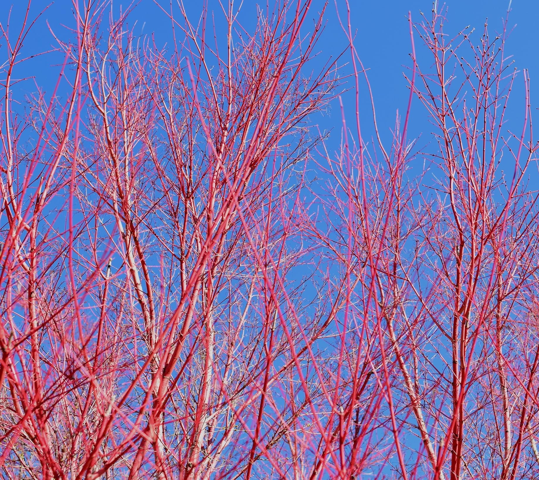 Red Dogwood Cuttings to Grow - Vibrant Red Bark Makes Great Display for ...
