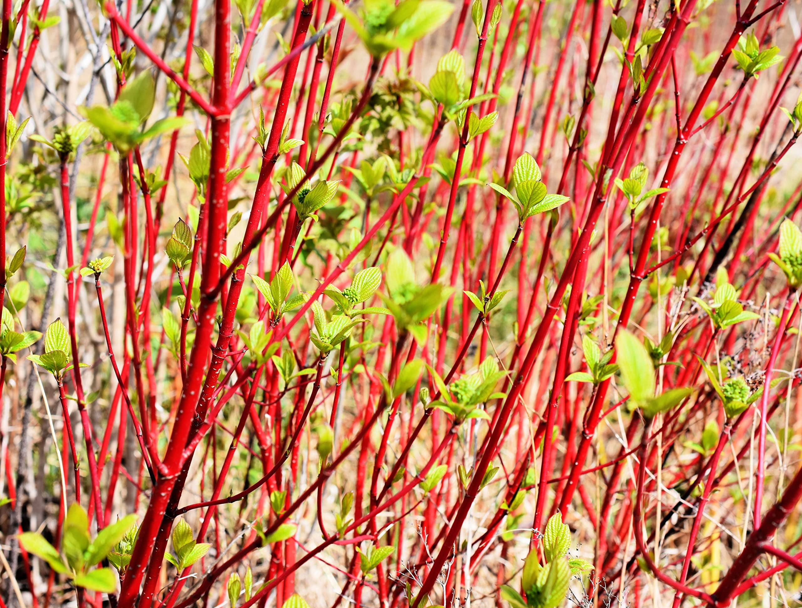 CZ Grain, Red Dogwood Cuttings, Easy to Grow - No Roots Needed ...