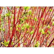 Bright Red Dogwood Cuttings to Plant - No Roots, Easy to Grow, Privacy ...