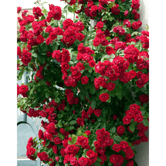 Climbing Roses