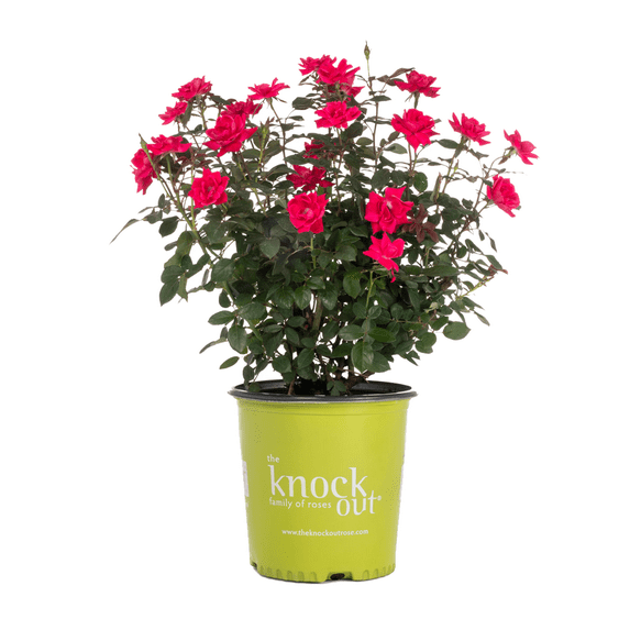 Red Double Knock Out Rose Bush (2 Gallon) Flowering Shrub with Red ...
