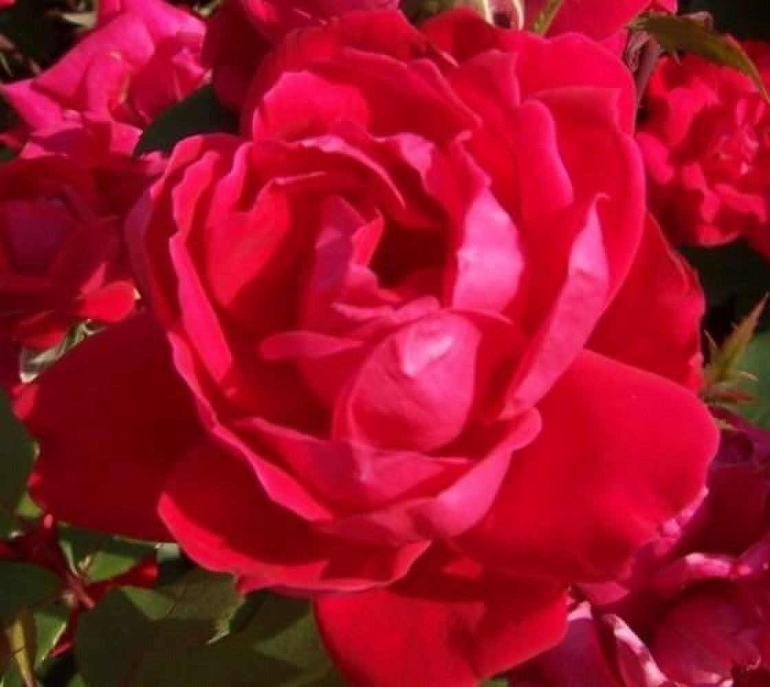 Knock Out Roses - Live Red Double Knock Out Rose Plant (1 QT) - Shrub ...