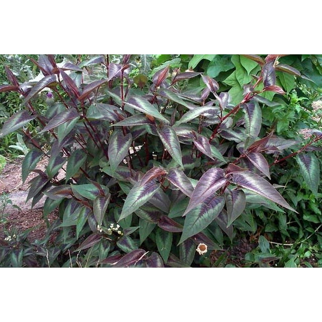 Red Dragon Fleeceflower Perennial - Persicaria microcephala - 2.5" Pot ...