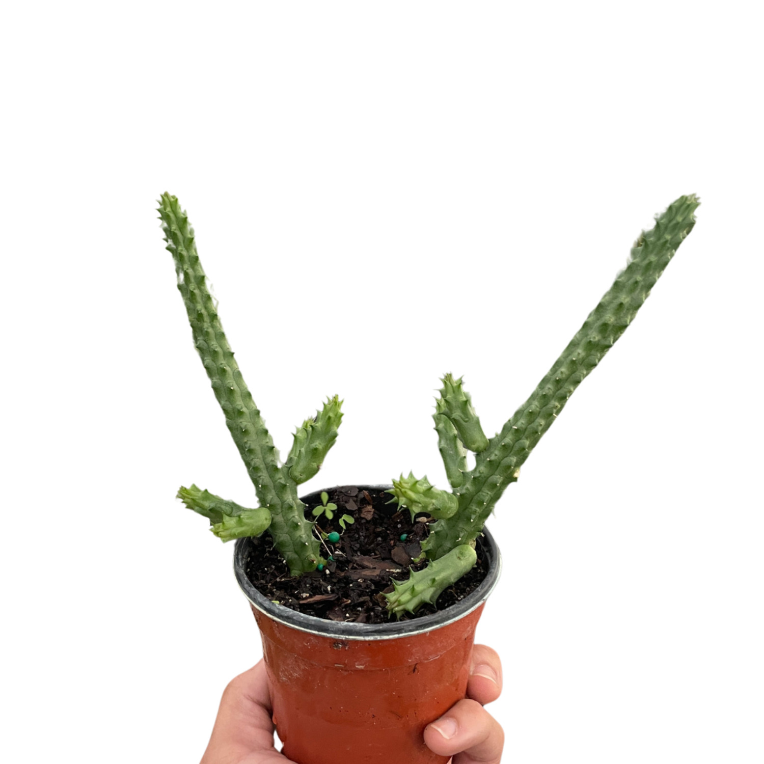 Red Dragon Flower (Huernia schneideriana), 6" Pot, Indoor Houseplant ...