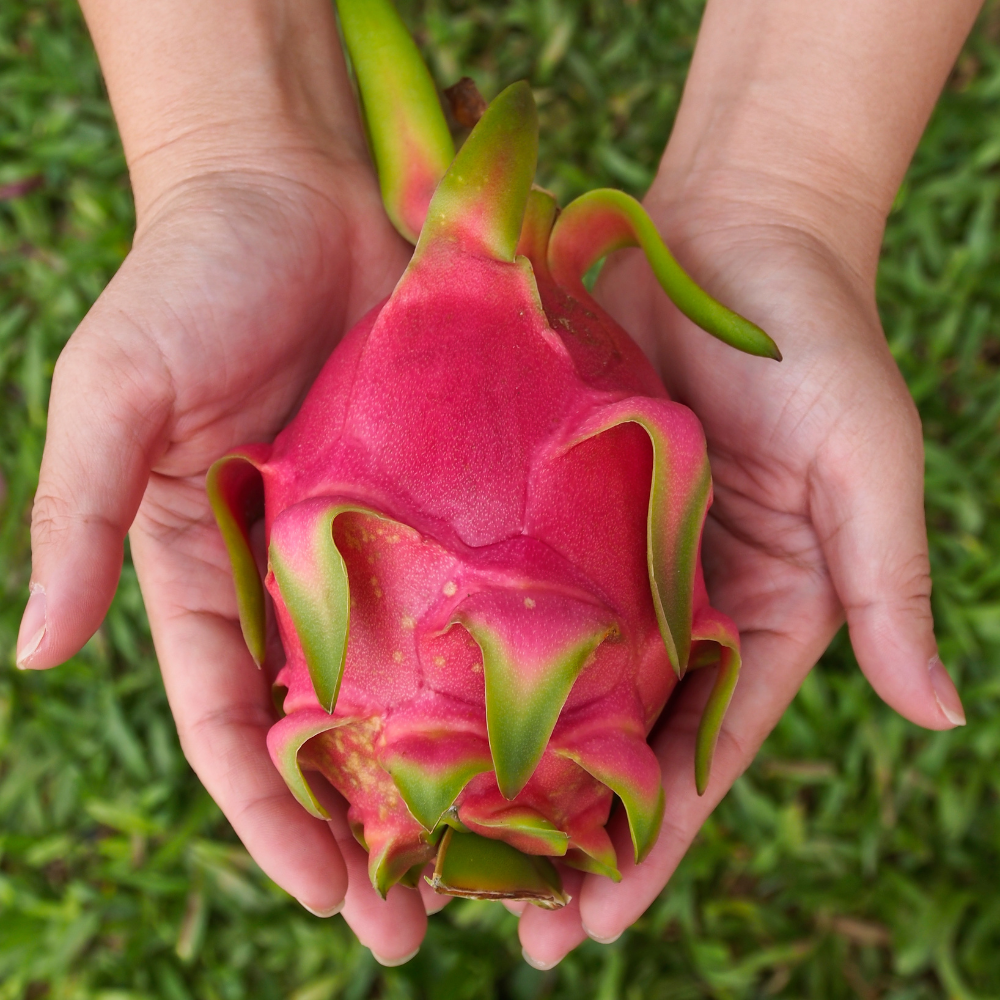 Red Dragon Fruit Live Plant for Planting 5 to 9 Inches in Height, 4 ...