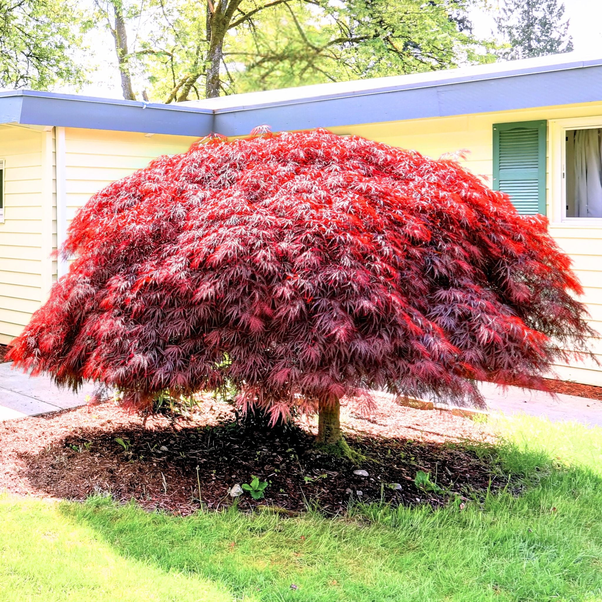 Red Dragon Japanese Maple Tree - Walmart.com