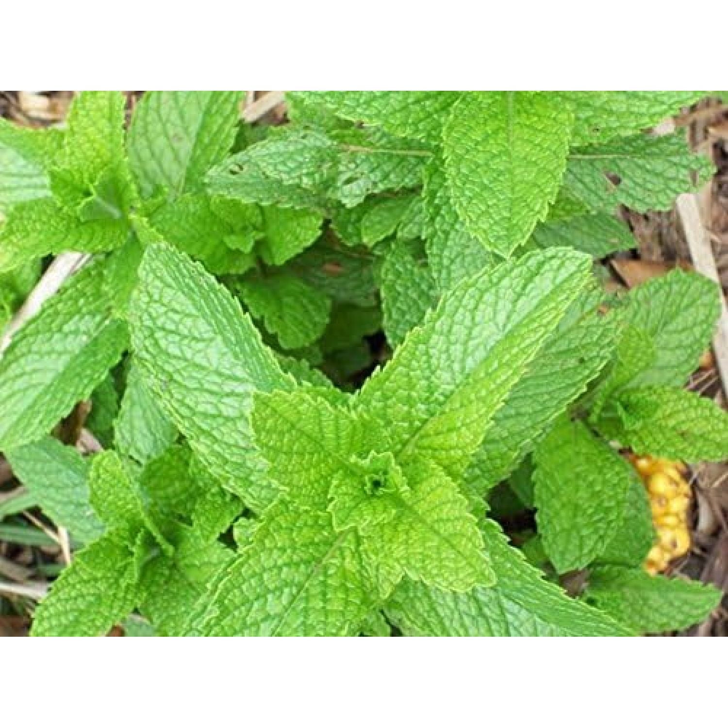 Red Dragon SL-1C Low Pressure Propane Hook Up Kit With 10-Foot Hose ...