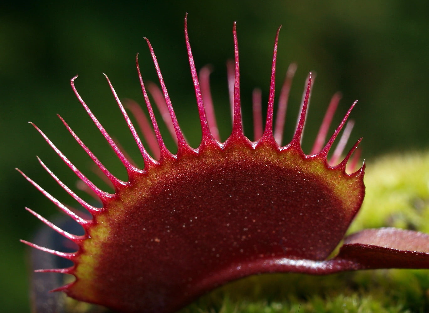 Red Dragon Venus Fly Trap Plant - Dionaea - 2" Pot - Walmart.com