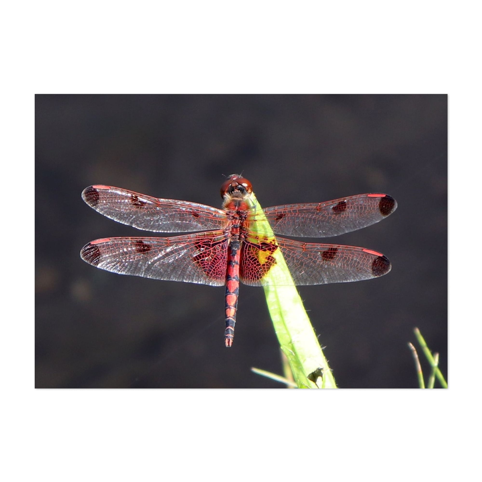 Red Dragonfly - Horton Michigan Photography Dragonfly Insect Wildlife ...