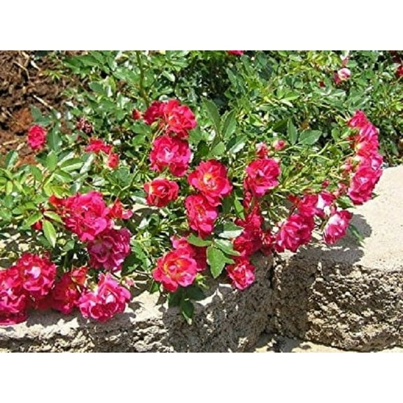 Desert Rose Plant