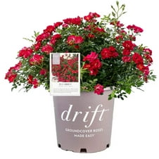 Dwarf Azaleas and Garden Shrubs for Outdoor Patio and Garden