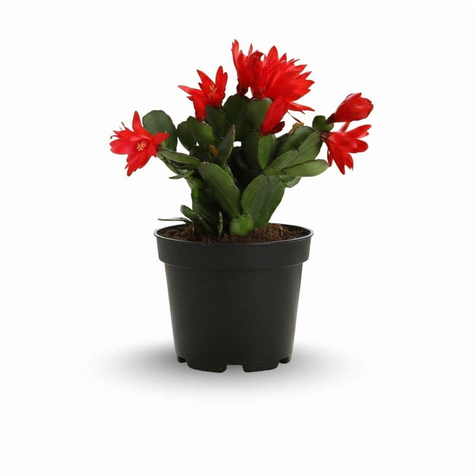 Red Easter Cactus Live Plant, Spring Flowering Indoor Plant, 3 Inch ...