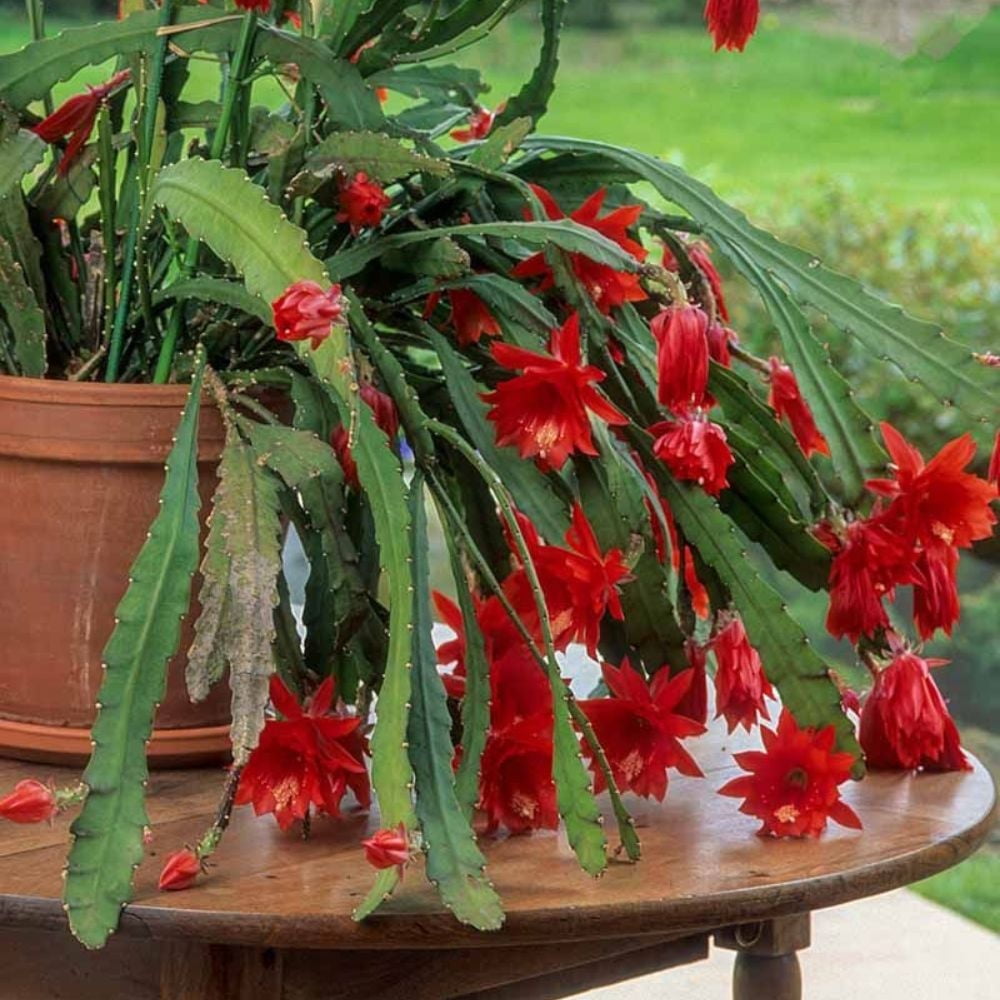 Red Easter Cactus Plants Live, Spring Cactus from 4 to 9 Inch, Suitable ...