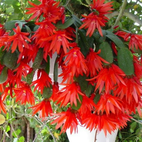 Red Easter Cactus Plants Live for Home Planting, Easter Cactus Plant ...