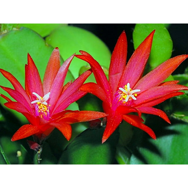 Red Easter Cactus - Rhipsalidopsis - Rare - 4" Pot - Walmart Business ...