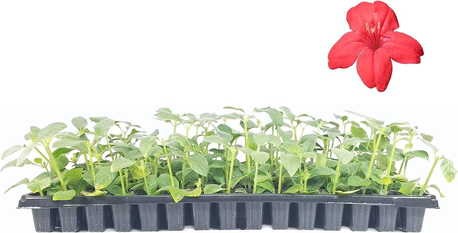 Red Elegant Brazilian Petunia Ruellia Elegans 10 Live Plants Butterfly ...