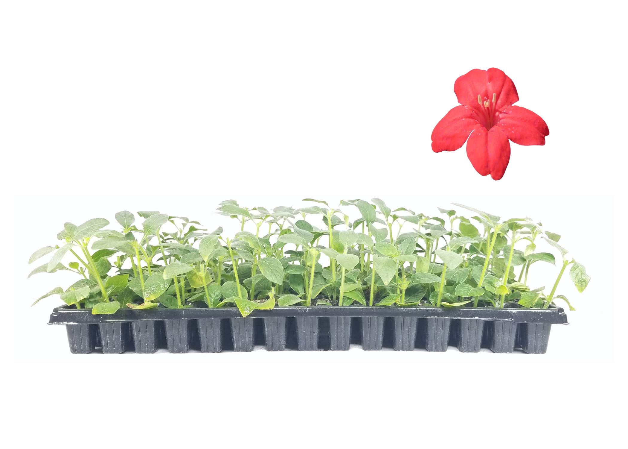 Red Elegant Brazilian Petunia Ruellia Elegans 10 Live Plants Butterfly ...