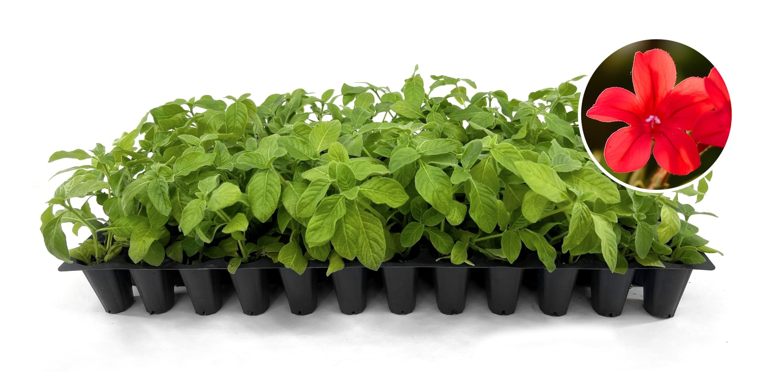 Red Elegant Brazilian Petunia Ruellia Elegans 3 Live Plants Butterfly ...