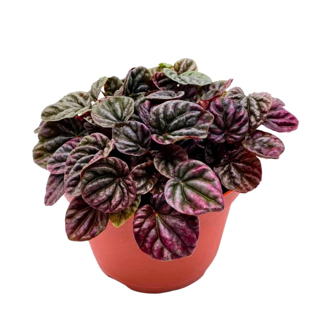 Red Emerald Ripple Peperomia, 6 inch, Frost Platinum, carperata ...