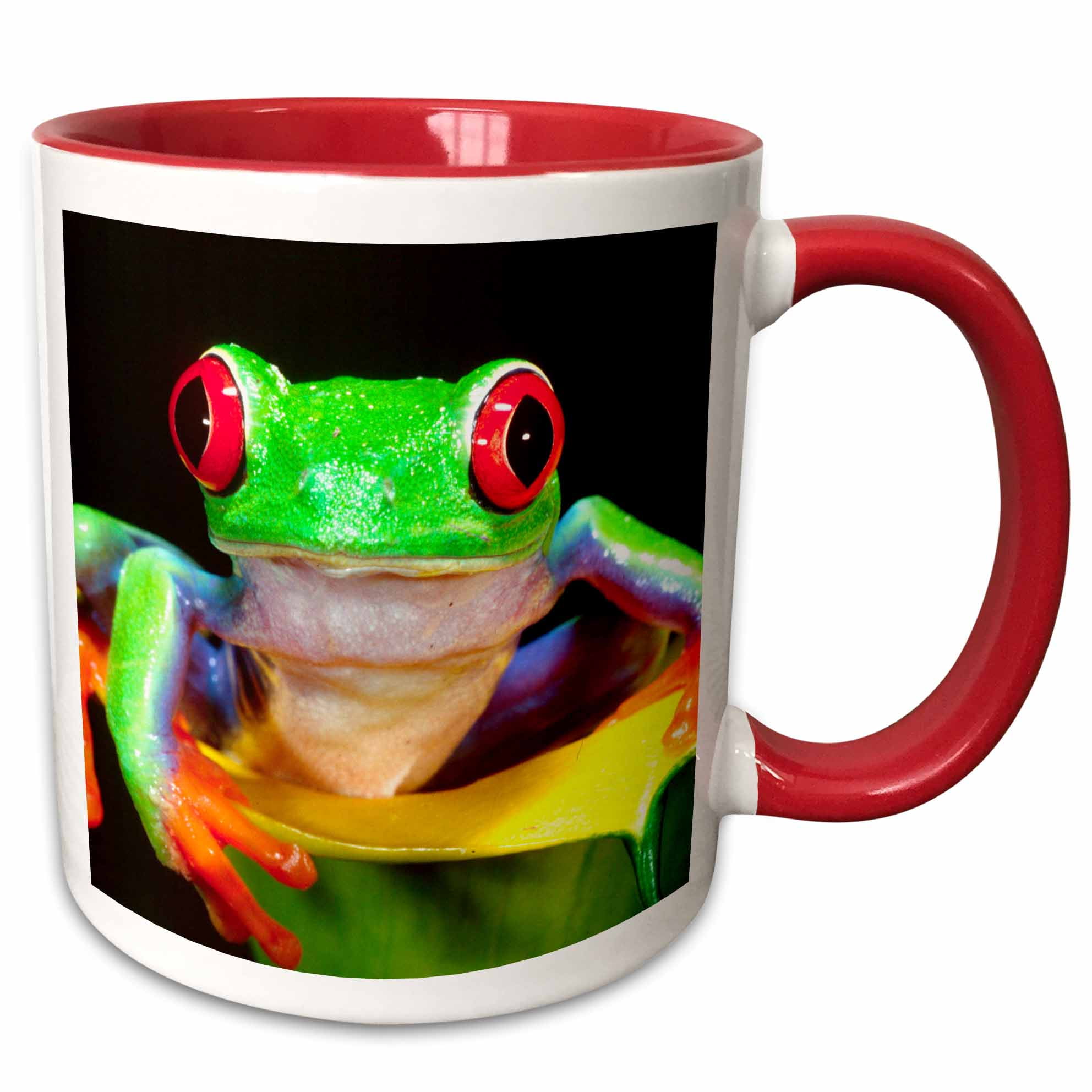 3drose, Red Eye Treefrog on a Calla Lily, Central America - Na02 ...
