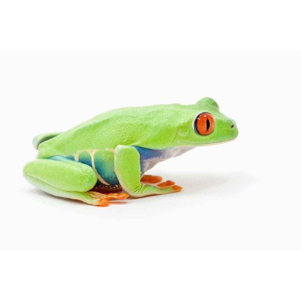 Red-Eyed Tree Frog ; Edmonton Alberta Canada Poster Print - Walmart.com