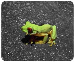 Red Eyed Tree Frog Mousepad - Walmart.com