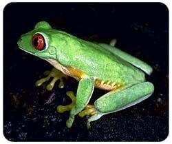 Red Eyed Tree Frog Mousepad - Walmart.com