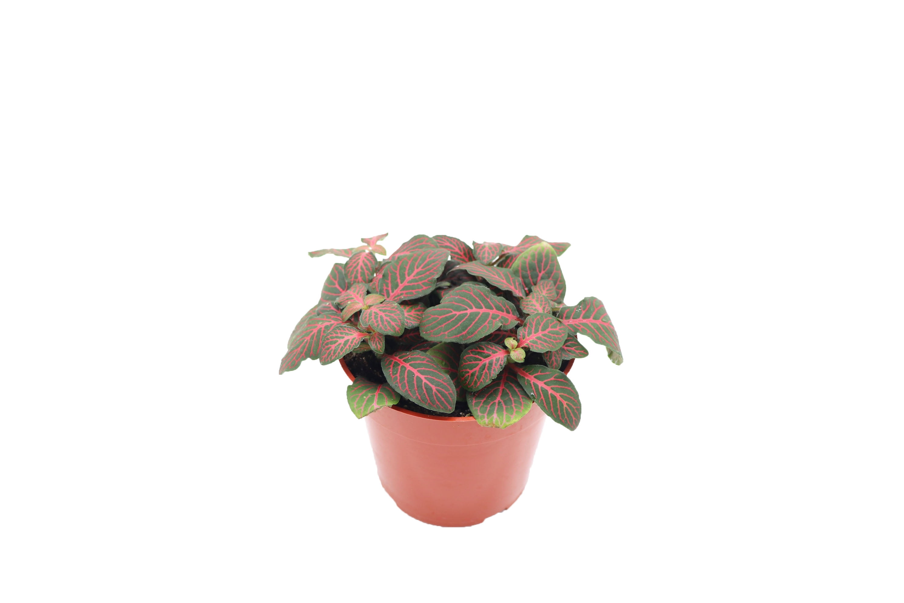 Red Fittonia - 4" from California Tropicals - Walmart.com