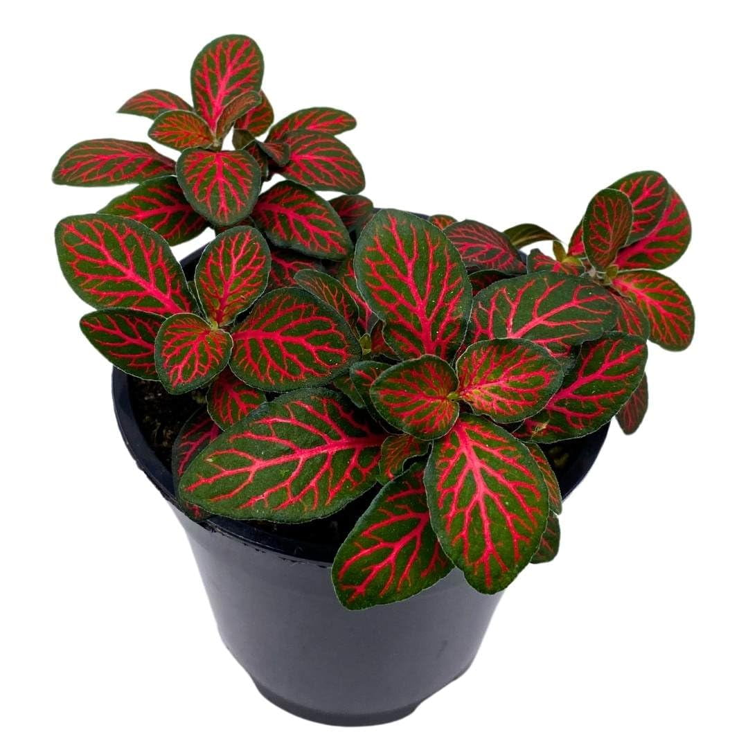 Red Fittonia Albivenis Nerve Plant, 4 inch, Silver Net Leaf, Mosaic ...