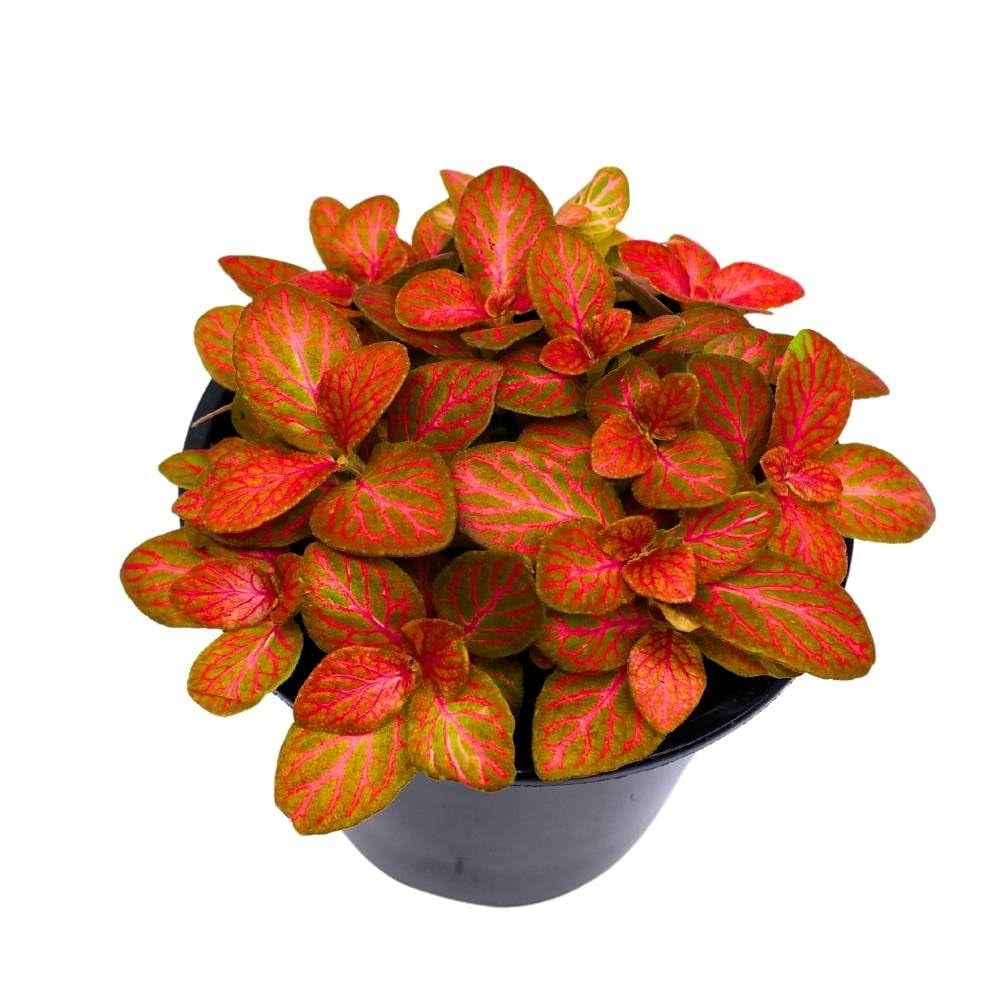 Red Fittonia Albivenis Nerve Plant, 4 inch, Silver Net Leaf, Mosaic ...