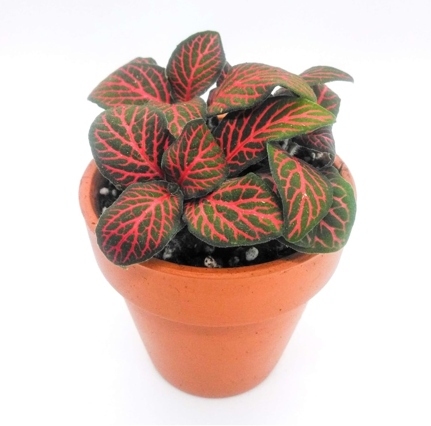 Red Fittonia Nerve Plant - Live Plants in a 3 Inch Growers Pot ...