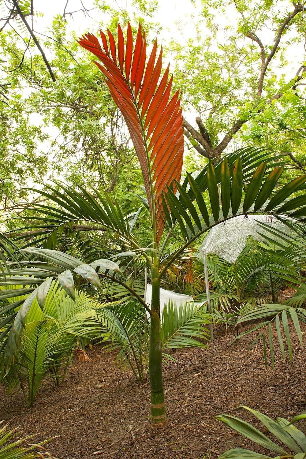 Red Flame Palm - Live Plant in a 3 Gallon Growers Pot - Chambeyronia ...